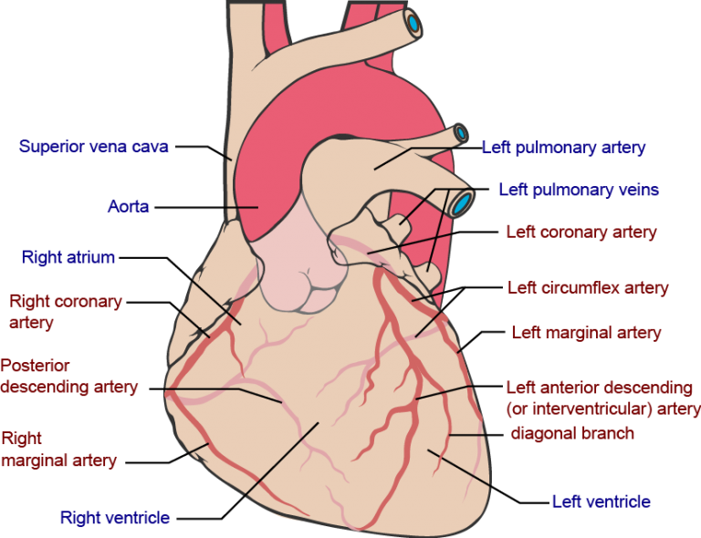 Overview of Ischaemic Heart Disease - Clinician Revision